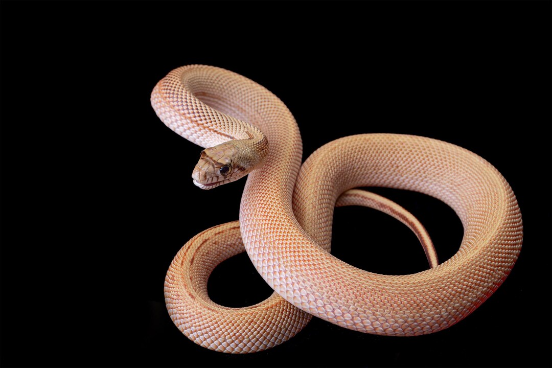 Juvenile 'super Forks' Sonoran Gopher Snake (pituophis Catenifer ...