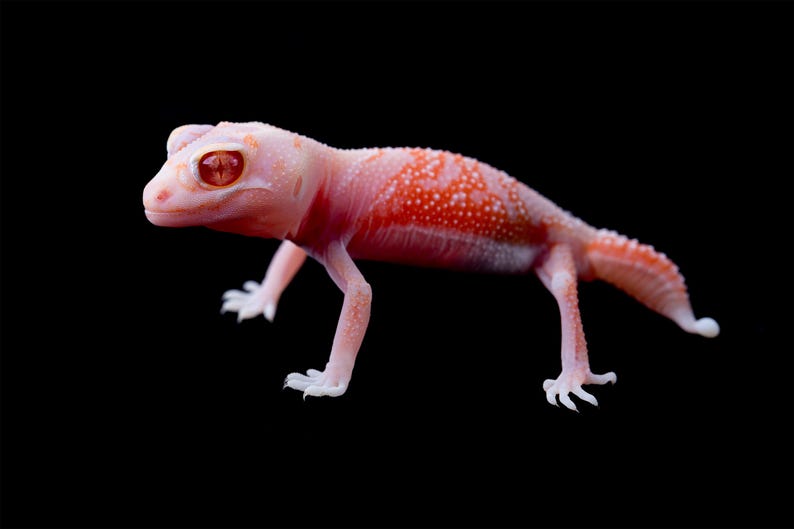 Hatchling Albino Pilbara Smooth Knob-tailed Gecko (nephrurus Levis ...
