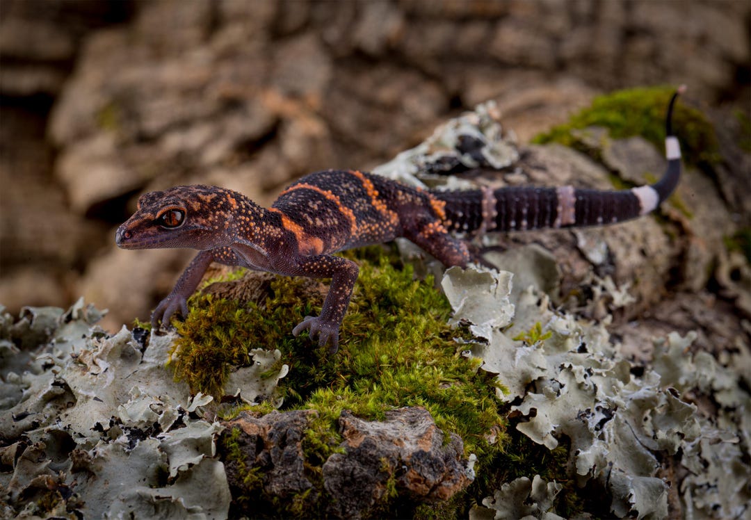 Subadult Japanese Cave Gecko (goniurosaurus Orientalis) - Photographic ...