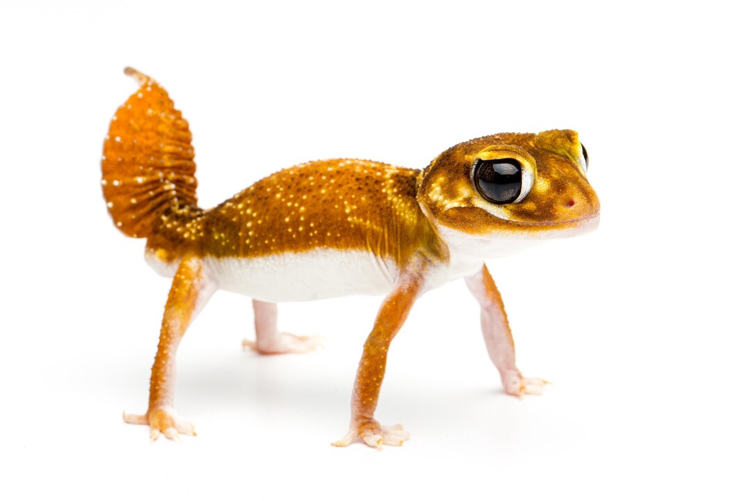 Adult Male Pilbara Smooth Knob-tailed Gecko (nephrurs Levis Pilbarensis ...
