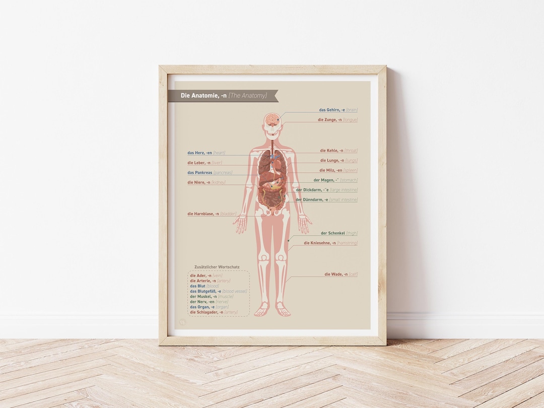 DIE ANATOMIE German Language Poster Classroom Print Educational Human ...