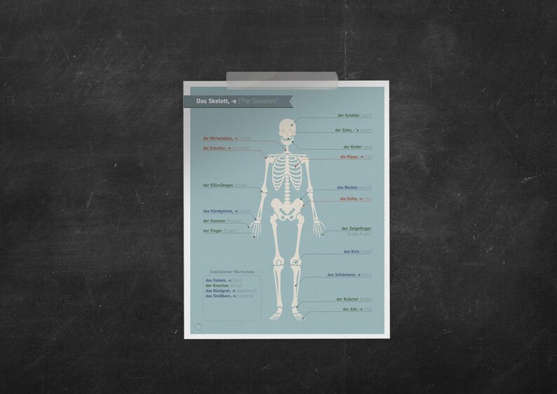 DAS SKELETT - German Language Poster - Classroom Print - Educational ...