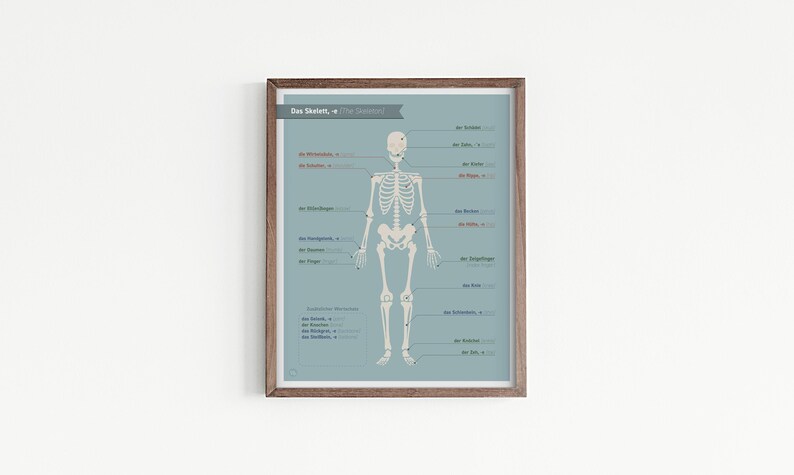 DAS SKELETT - German Language Poster - Classroom Print - Educational ...