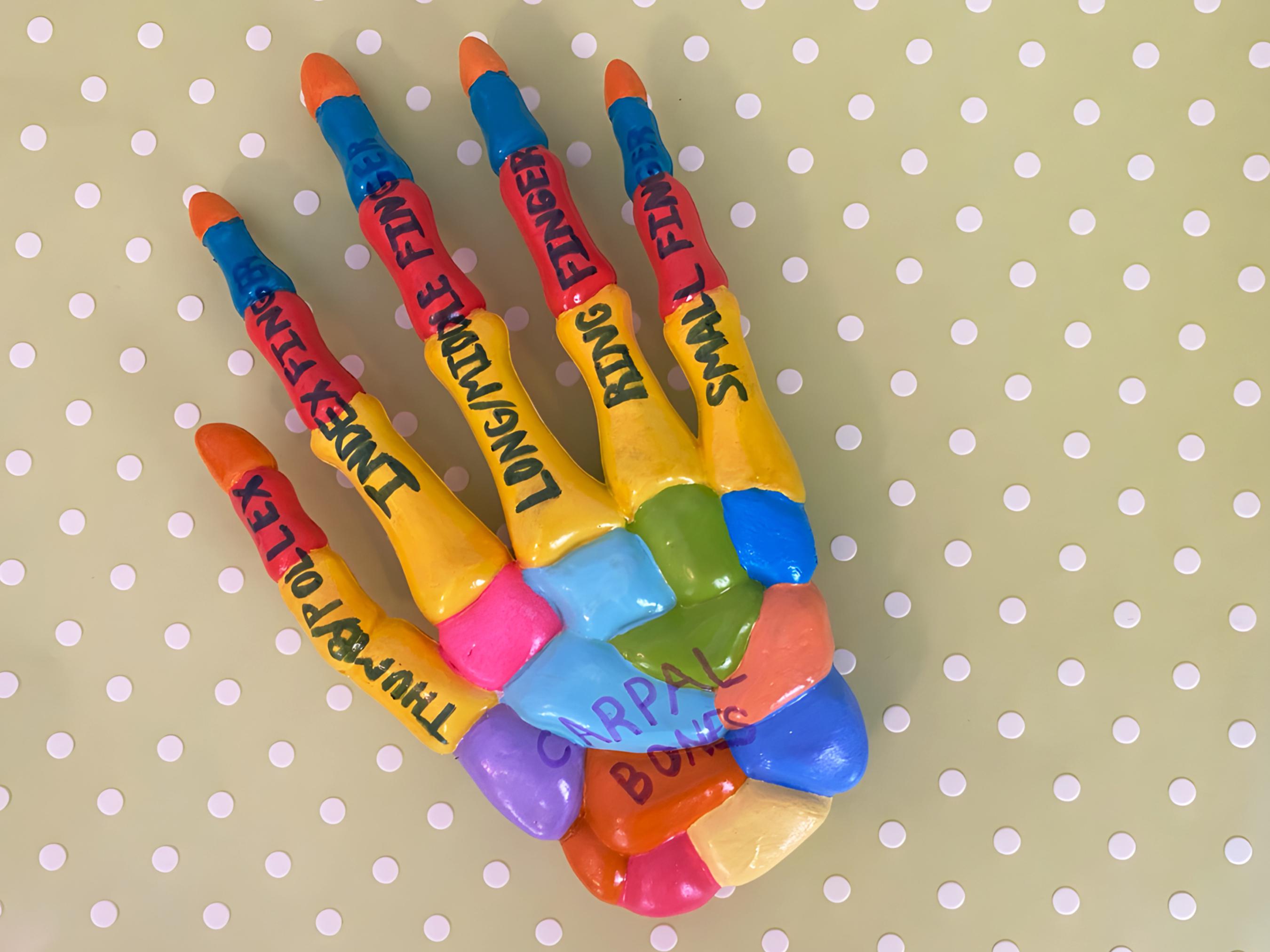 Aesthetic Classroom Decore Hand Bones Labeled Model Hand-painted ...