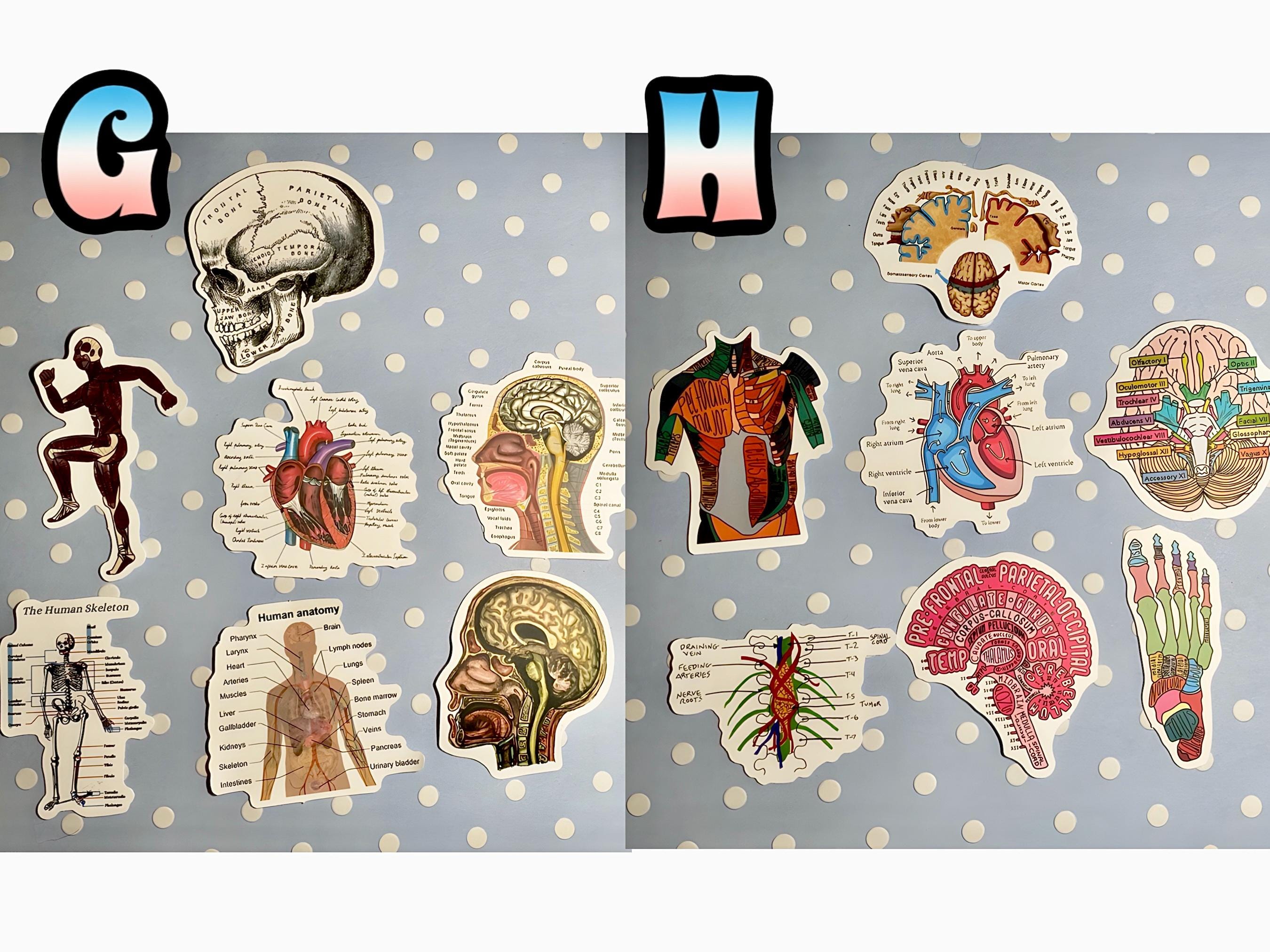 Detailed Educational Anatomy and Physiology Journal Stickers for ...