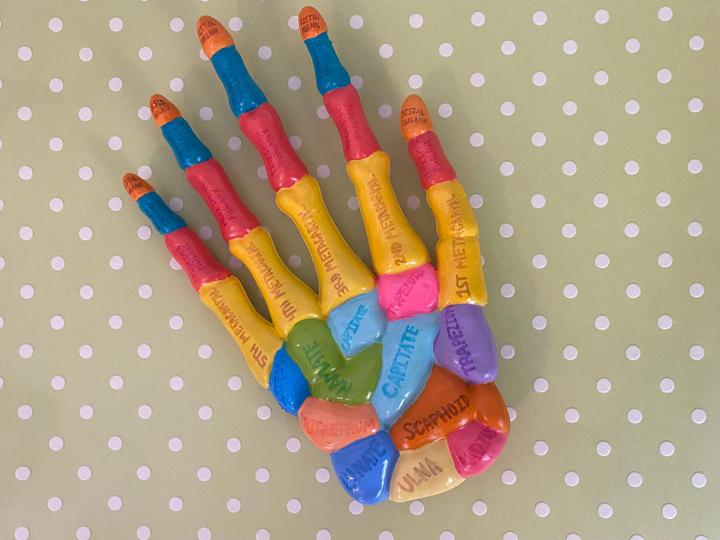 Aesthetic Classroom Decore Hand Bones Labeled Model Hand-painted ...