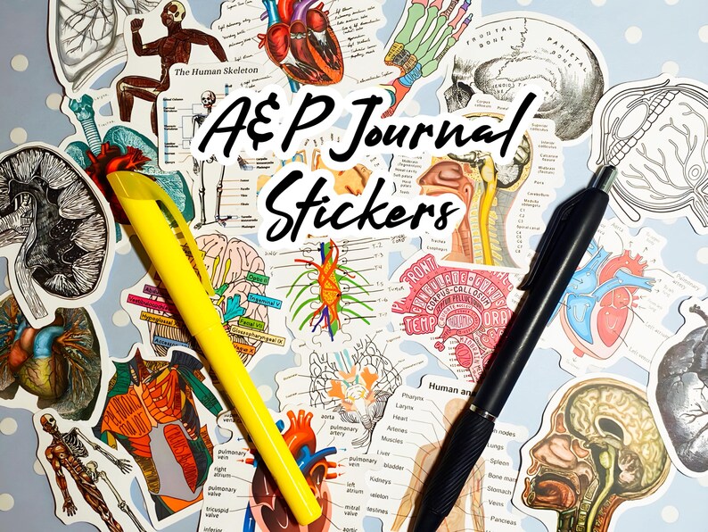 Detailed Educational Anatomy and Physiology Journal Stickers for ...