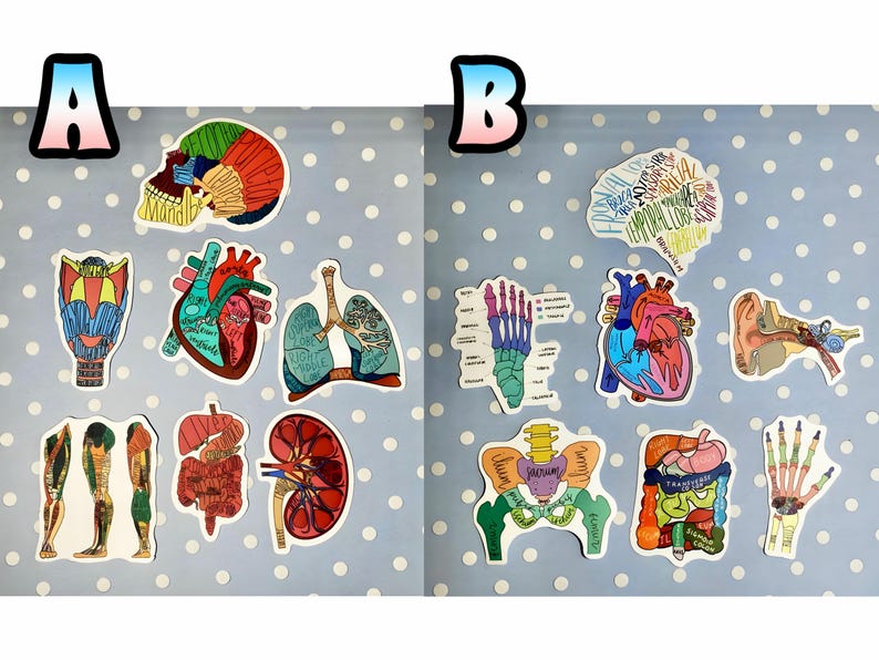 Detailed Educational Anatomy and Physiology Journal Stickers for ...