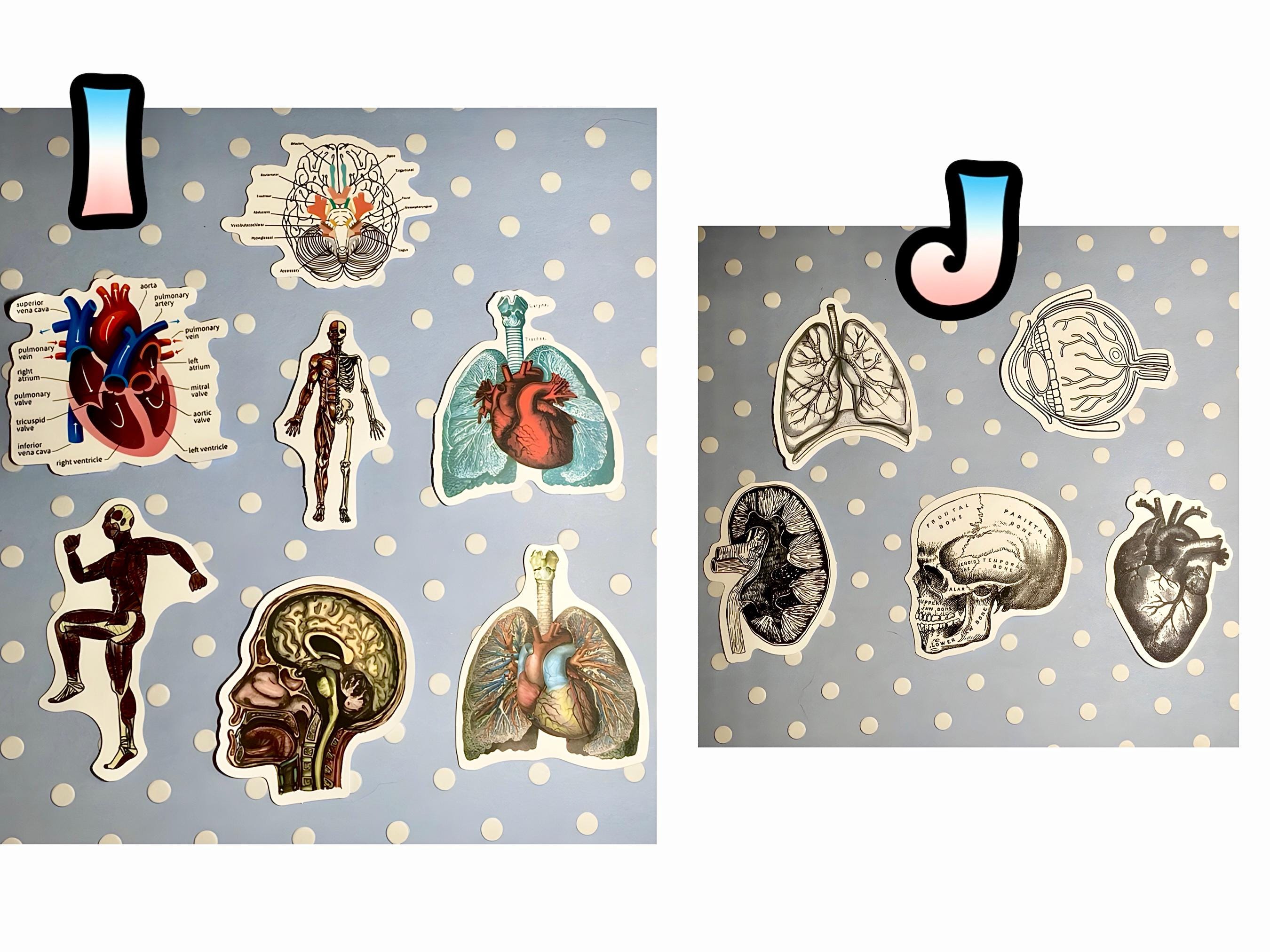 Detailed Educational Anatomy and Physiology Journal Stickers for ...