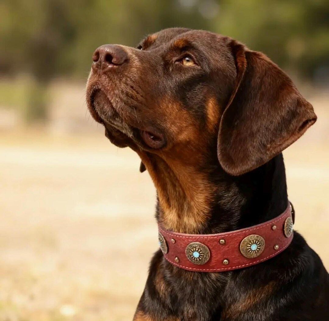 Personalized Vintage Western Dog Collar – Cowboy / Country Style ...