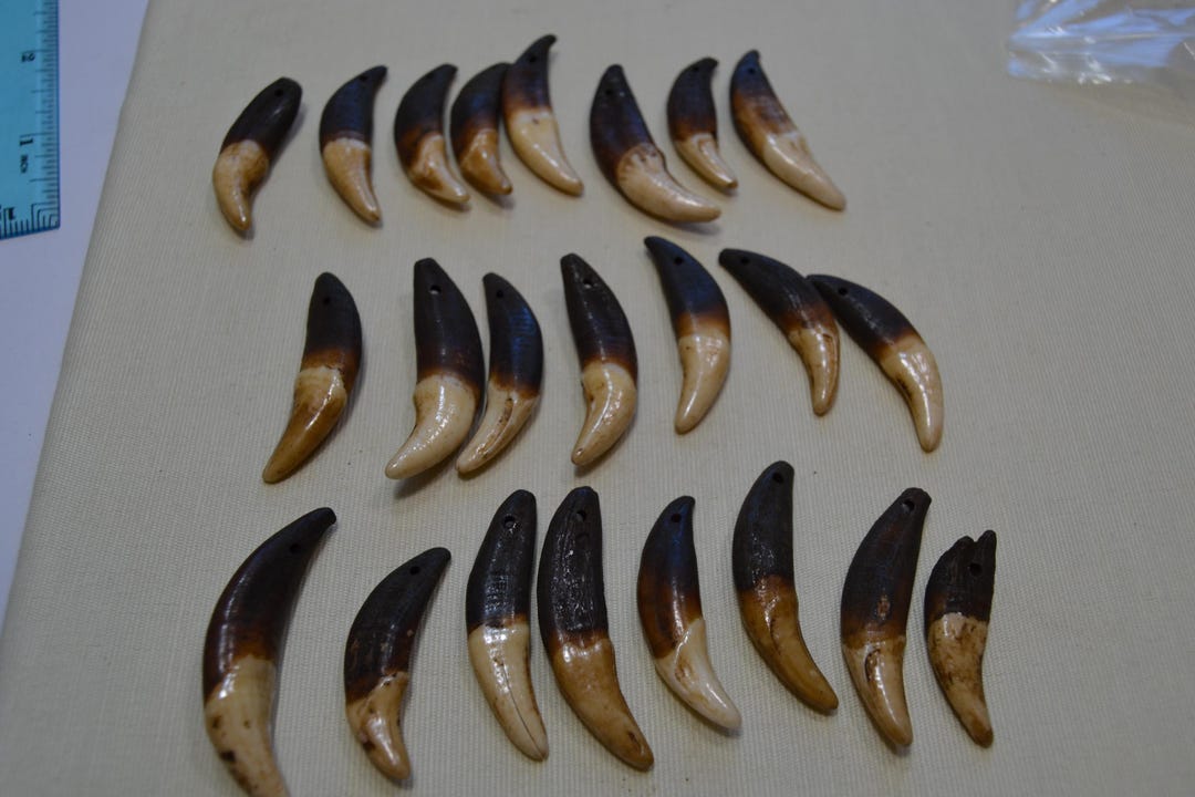 Fang Tooth Beads - Etsy