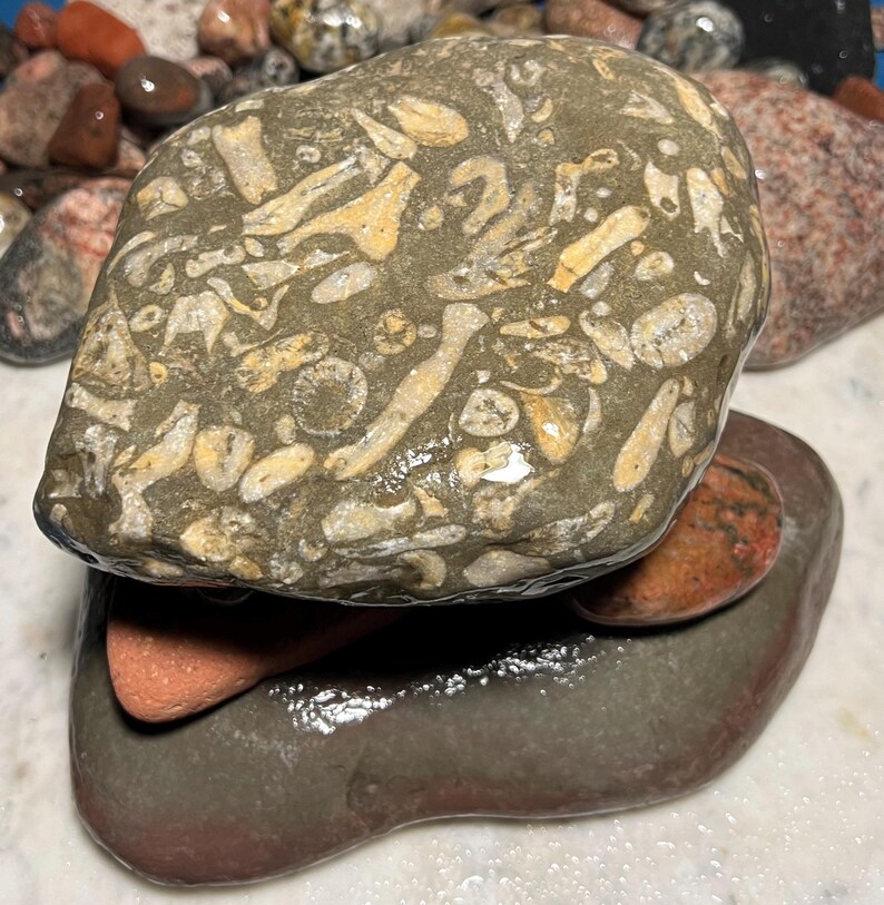 Handpicked, Lake Stones/rocks From Lake Ontario Aquarium Decor Garden ...