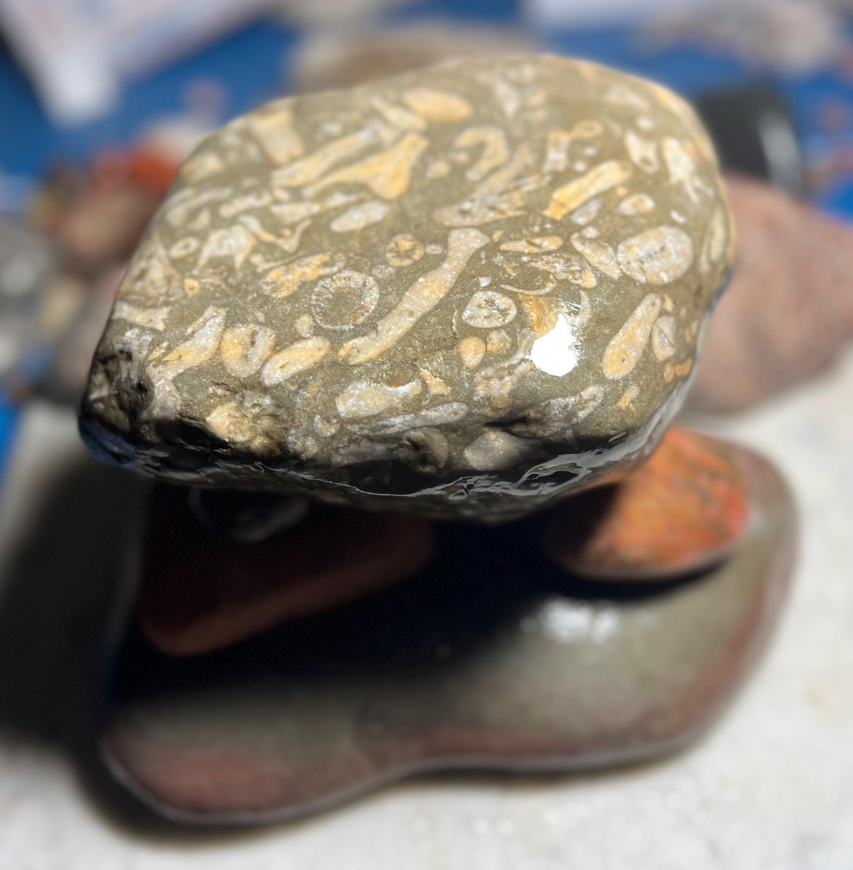 Handpicked, Lake Stones/rocks From Lake Ontario Aquarium Decor Garden ...