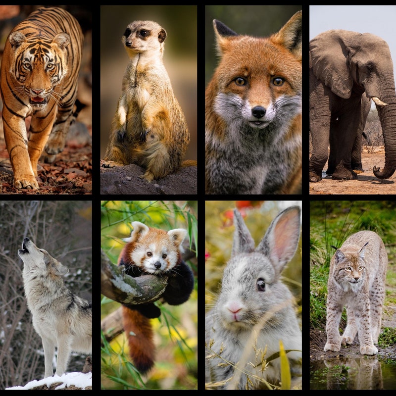 Insect Printed Photos - Etsy