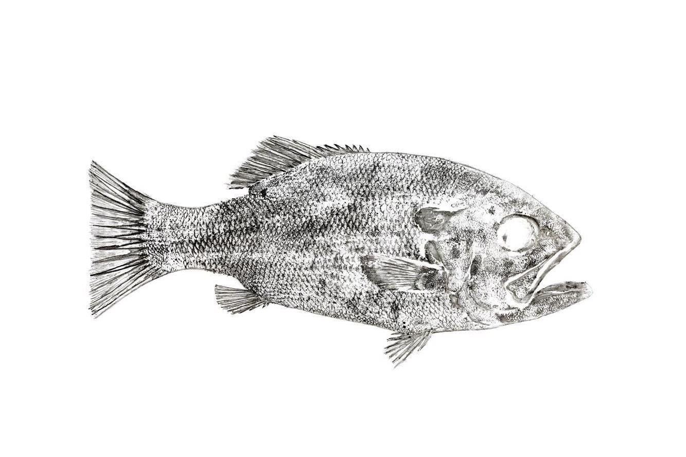 Gyotaku - Pearl Perch - Fine Art Print - Etsy