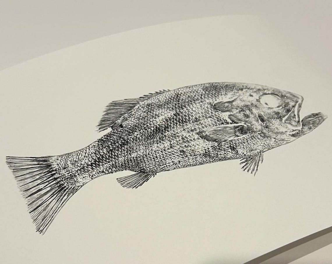 Gyotaku - Pearl Perch - Fine Art Print - Etsy