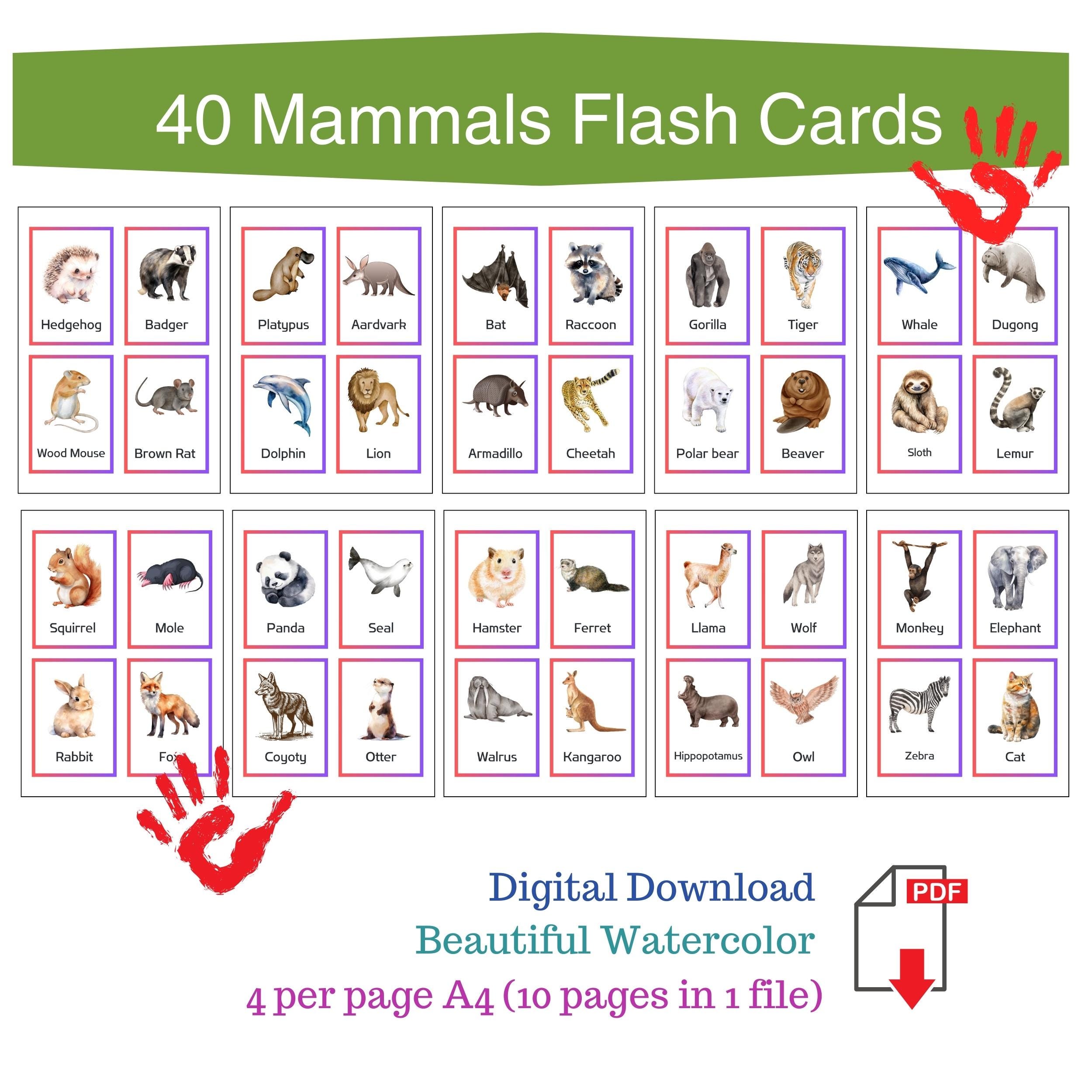 40 Mammals Flashcards, Watercolor, Animal Flashcards, PDF File. - Etsy