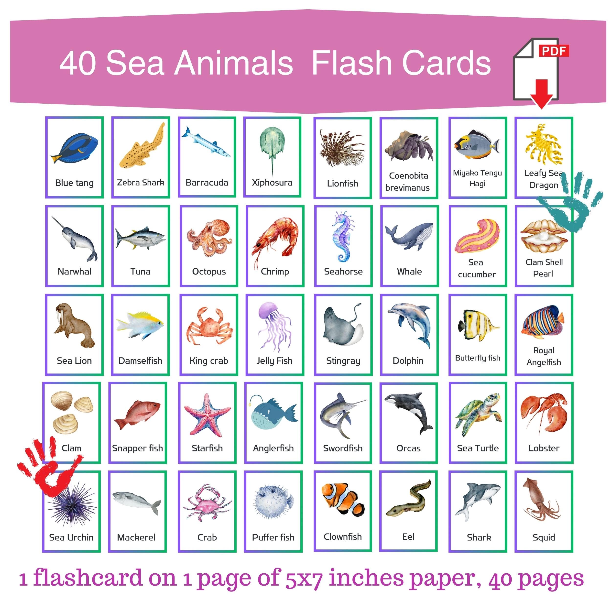 40 Sea Animal Flash Cards, Printable Flashcards, Preschool ...