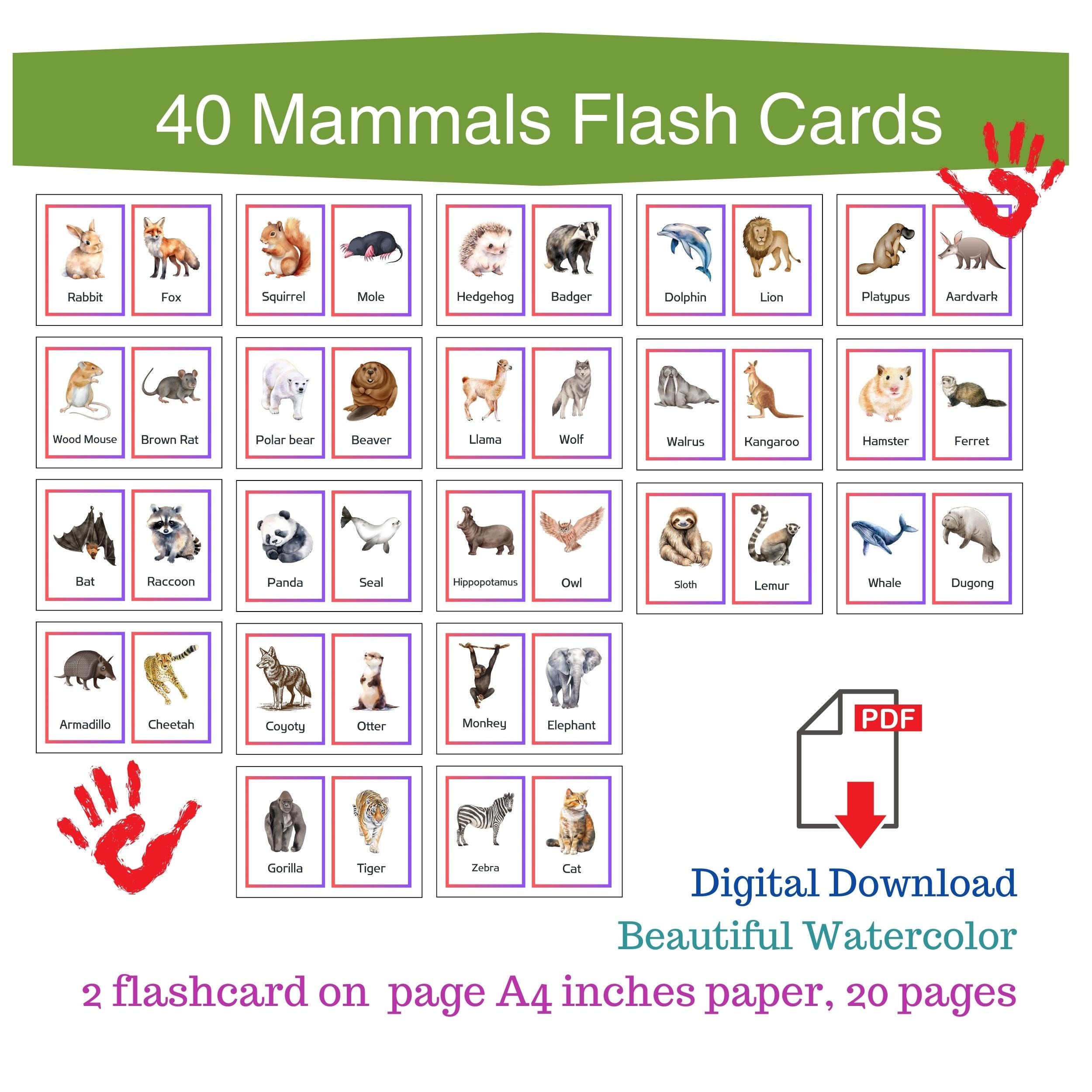 40 Mammals Flashcards, Watercolor, Animal Flashcards, PDF File. - Etsy