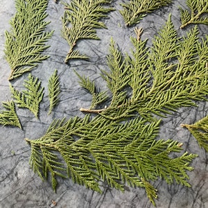 Pressed White Cedar - Etsy