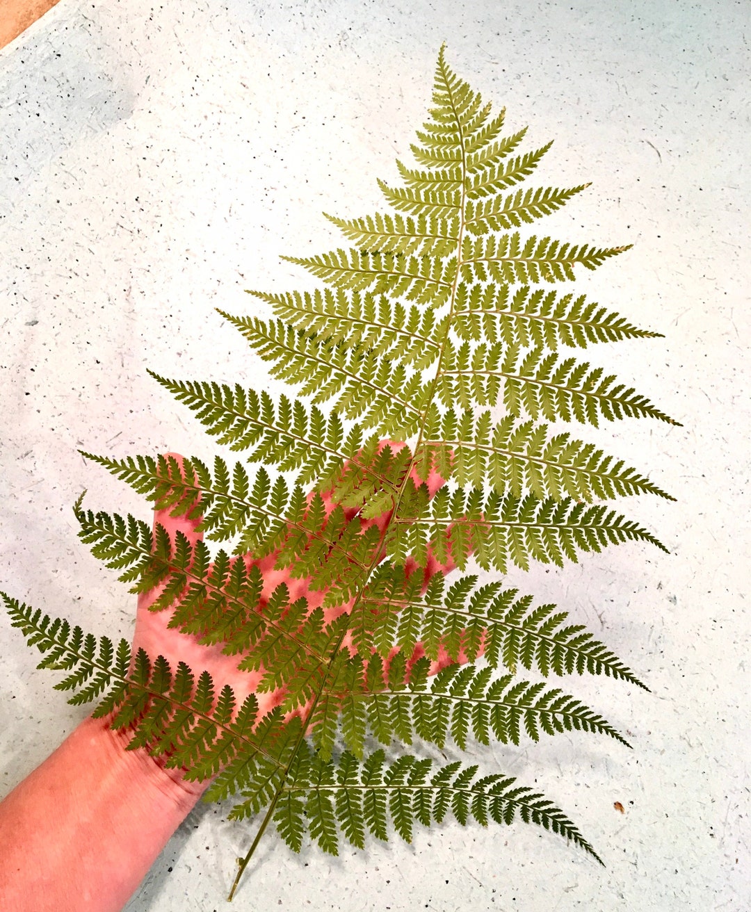 Extra Large Pressed Green Ferns: Botanical Wall Art - Etsy