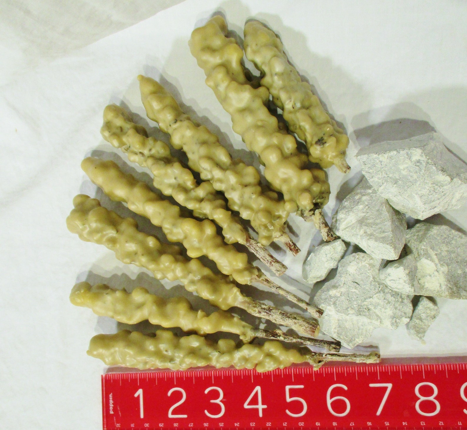 Mullein Witches Candle, Bayberry Ceremonial Candles - Etsy