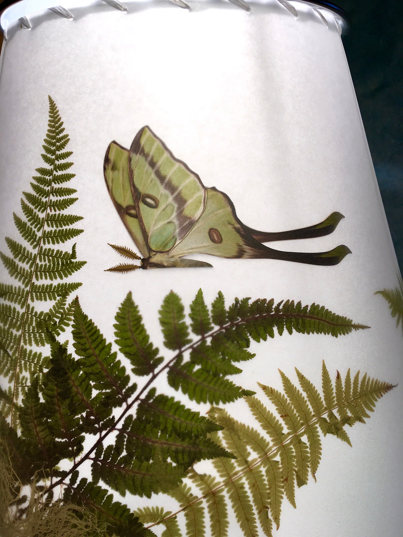 Fern and Luna Moth Botanical Lampshade - Etsy