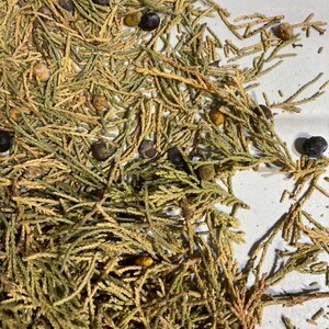 Dried Eastern Red Cedar Needles, Juniperus Virginiana - Etsy