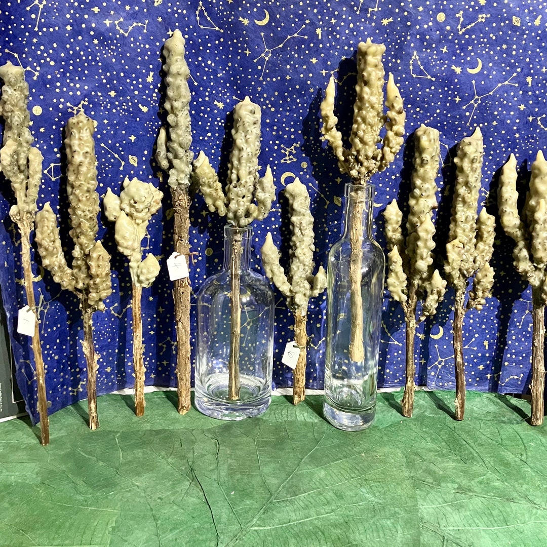 Large Witches Torches, Mullein Bayberry Ceremonial Candle, Hags Candle ...