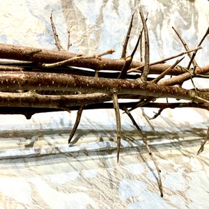 7 Blackthorn Wood, Sloe Blackthorn Stick Bundle - Etsy