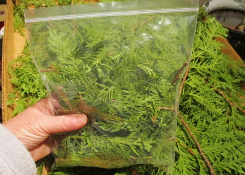 Fresh Cut Northern White Cedar Tips - Etsy