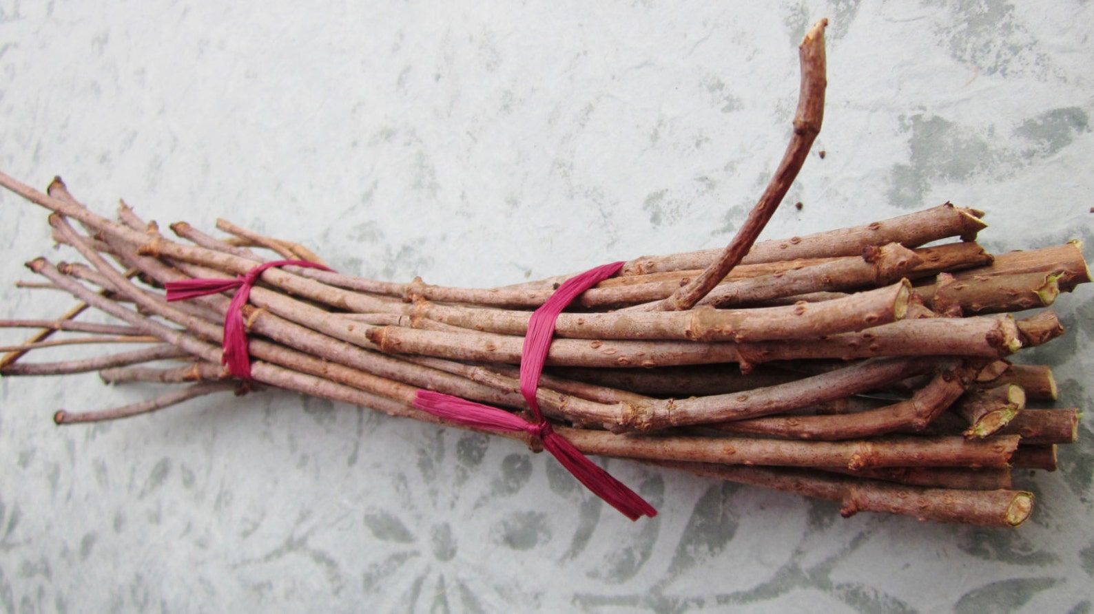 Elder Wood Twigs Dried Elderberry Sticks Sambucus Canadensis - Etsy