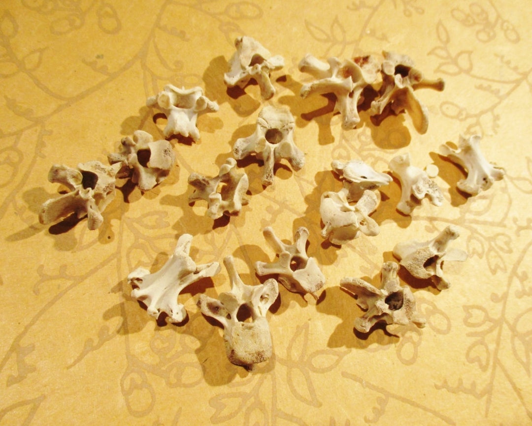 Chicken Neck Bones - Etsy