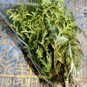Fresh Cut Northern White Cedar Tips - Etsy