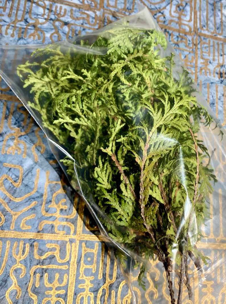 Fresh Cut Northern White Cedar Tips - Etsy