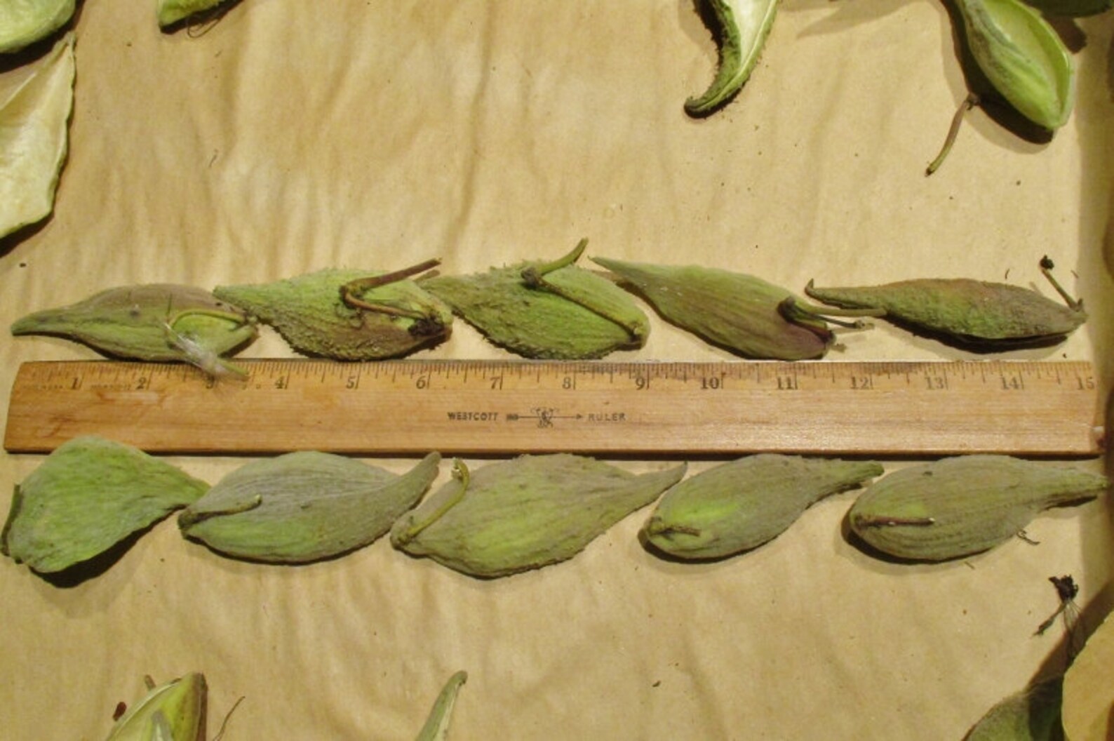 Dried Milkweed Pods Milk Weed Pod Crafts Asclepias Syriaca - Etsy