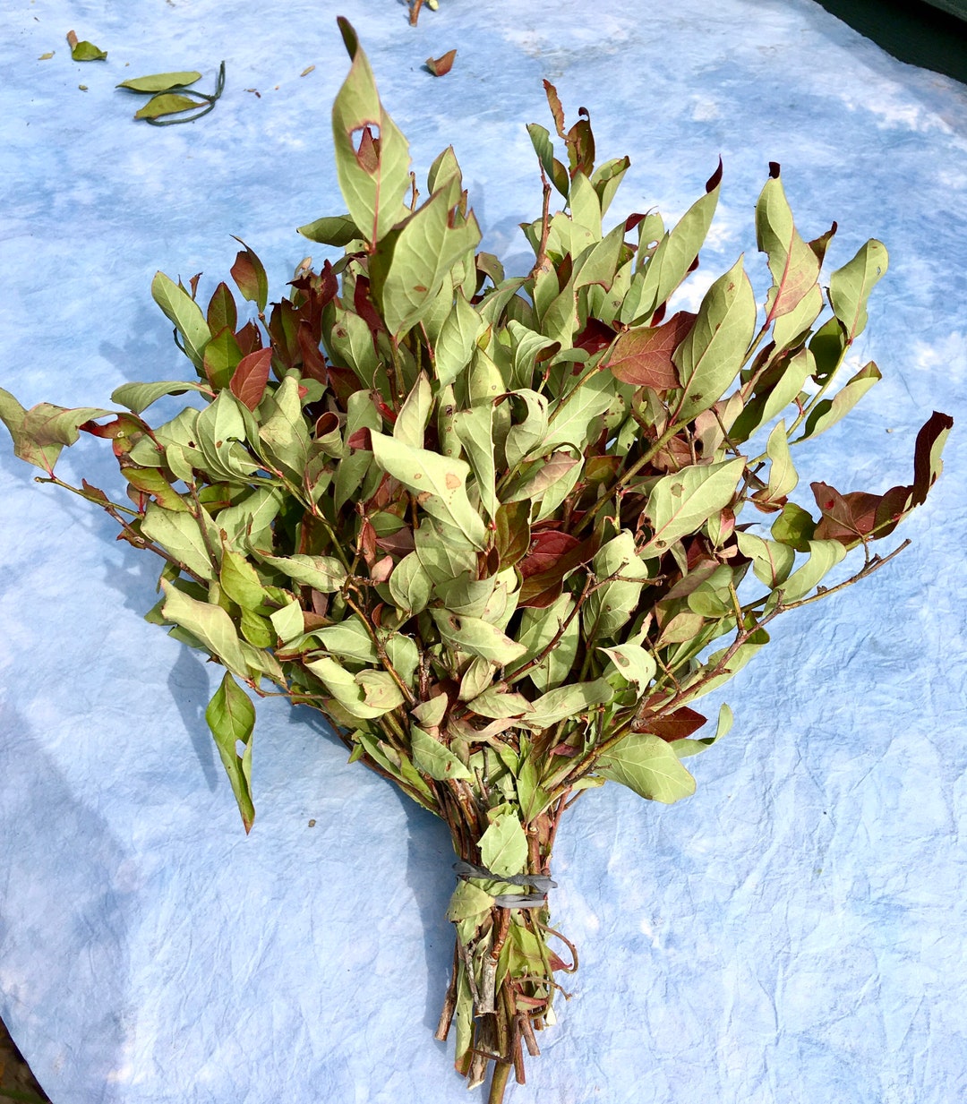 Blueberry Leaf, Whole Dried Blueberry Twig Bunches - Etsy