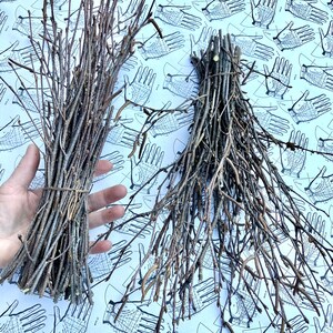 100 Stems Mini Birch Twigs, Two 12" Birch Twig Tip Bundles - Etsy