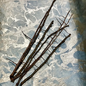 7 Blackthorn Wood, Sloe Blackthorn Stick Bundle - Etsy