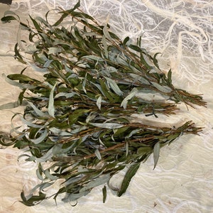 Dried Willow Leaves - Etsy