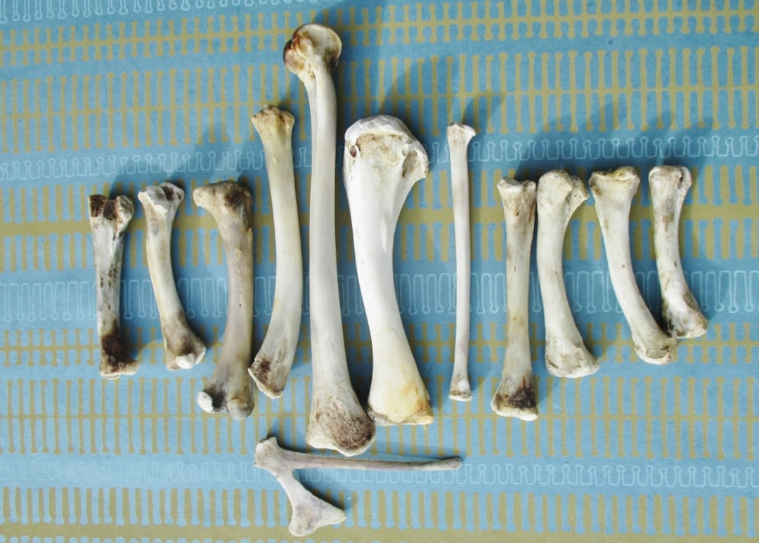 Chicken Bones, Cleaned Leg and Wing Bones - Etsy