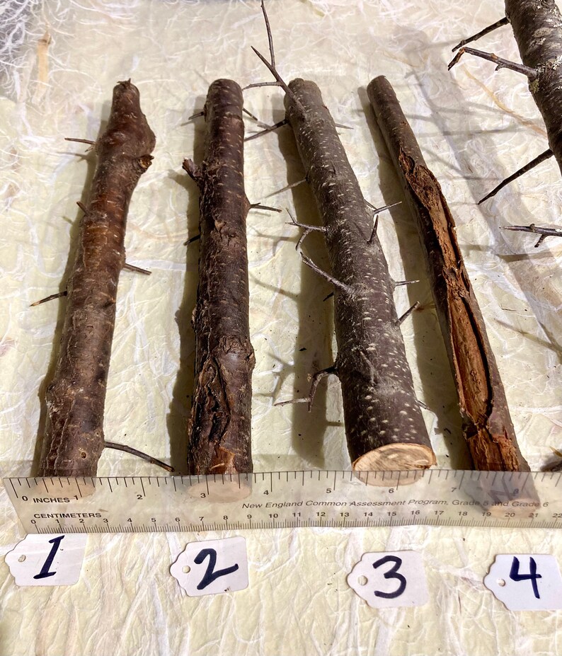 Blackthorn Wood Prunus Spinosa Thorn Wood Sticks | Etsy