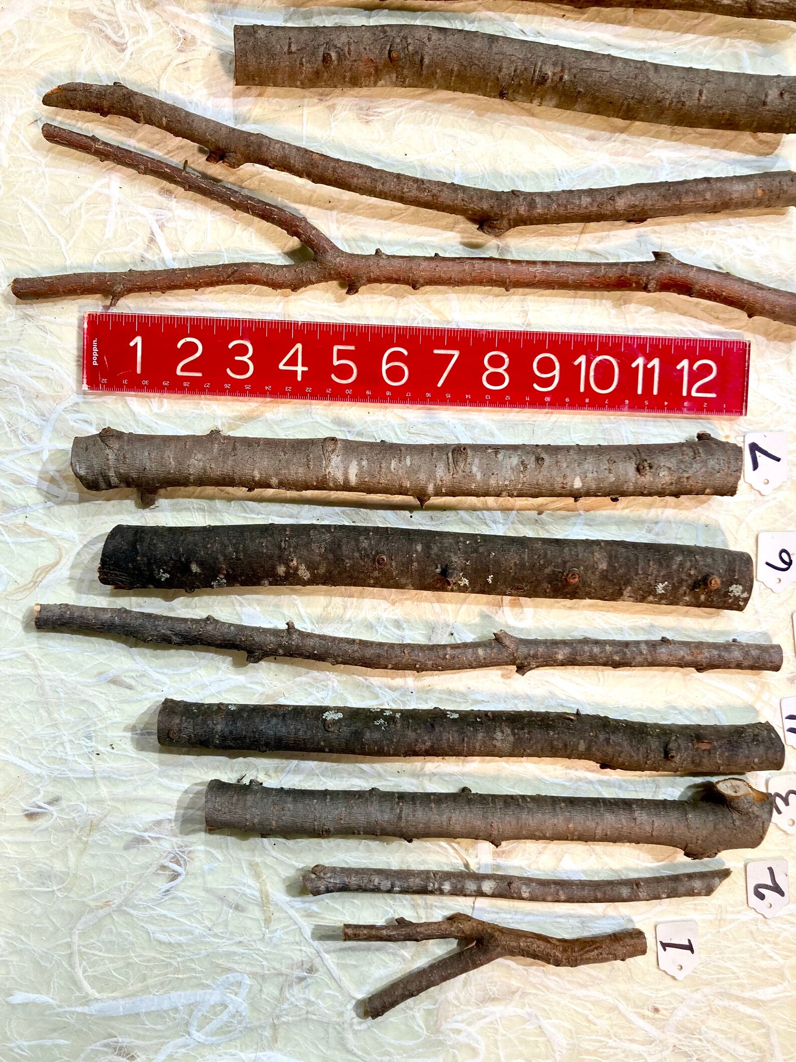 Hemlock Wood Eastern Hemlock Wand Carving Sticks Witch and - Etsy