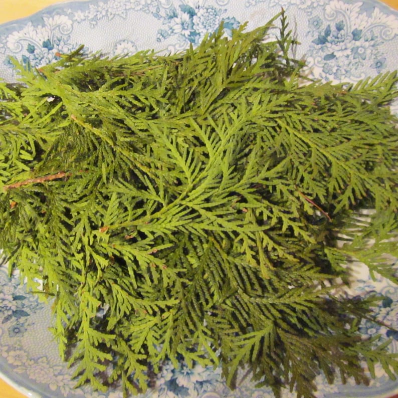 Northern White Cedar Tips, Fresh or Dried - Etsy