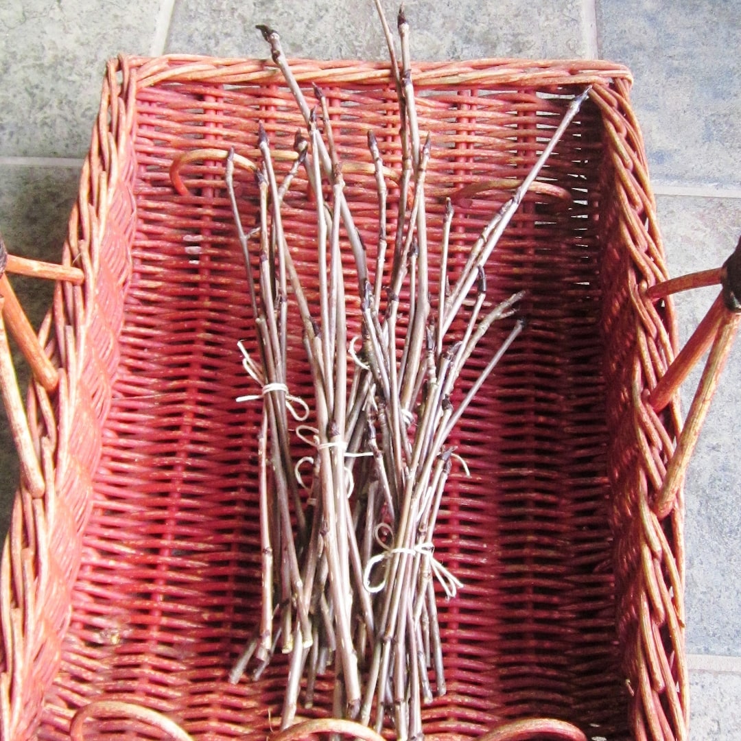 Rowan Wood 6 Small Twig Bundle - Etsy