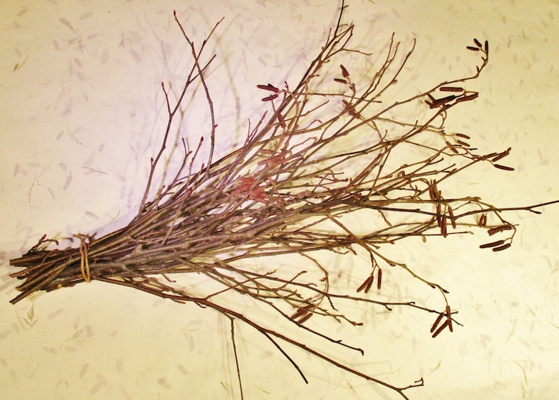 Alder Twig Bundle Fresh Alder Stick Bunch | Etsy