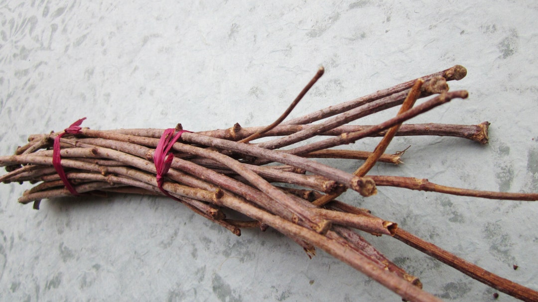 Elder Wood Twigs, Dried Elderberry Sticks, Sambucus Canadensis - Etsy