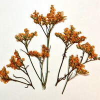 Pressed Botanicals - Etsy