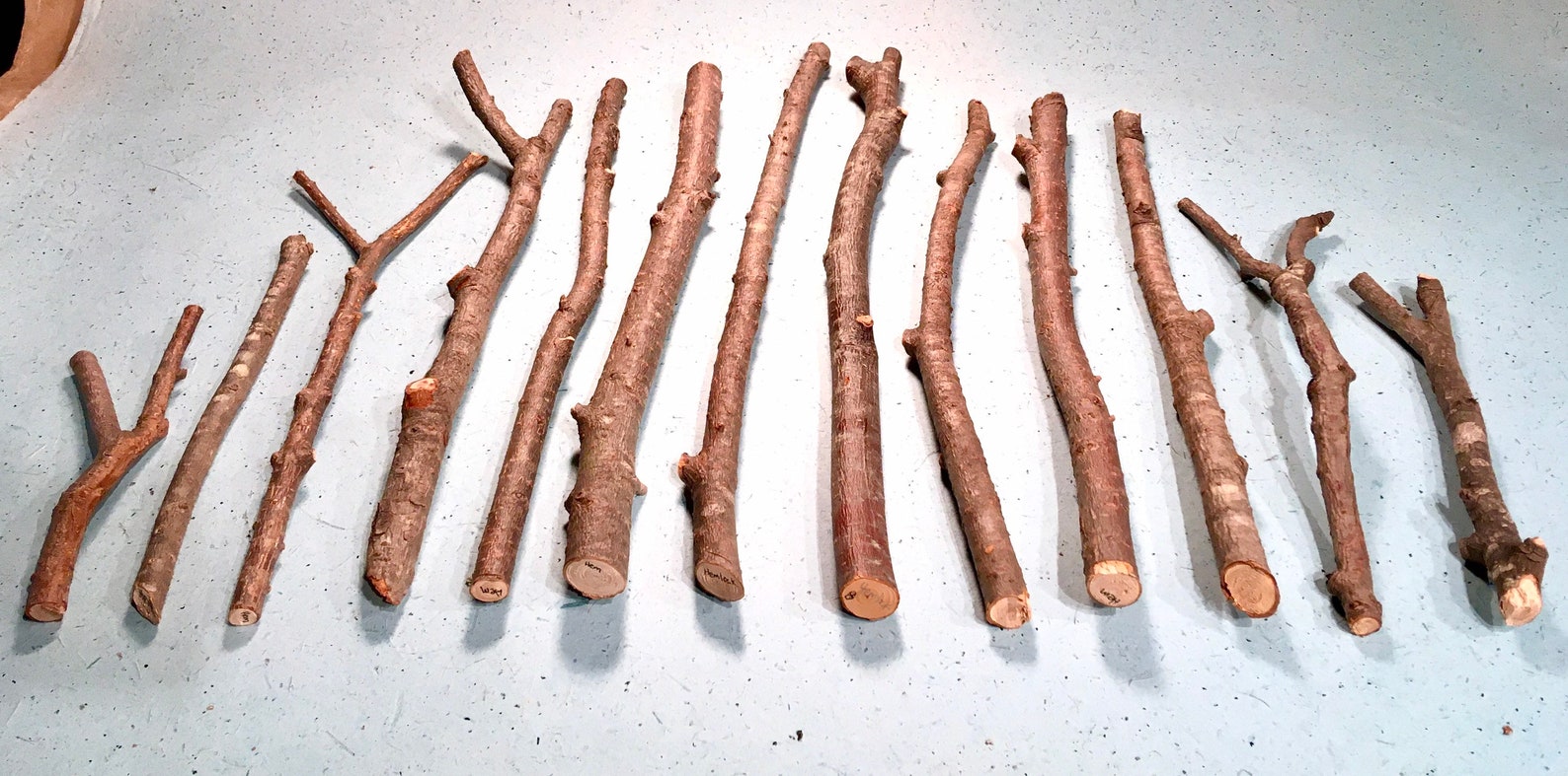 Hemlock Wood Eastern Hemlock Wand Carving Sticks Witch and | Etsy