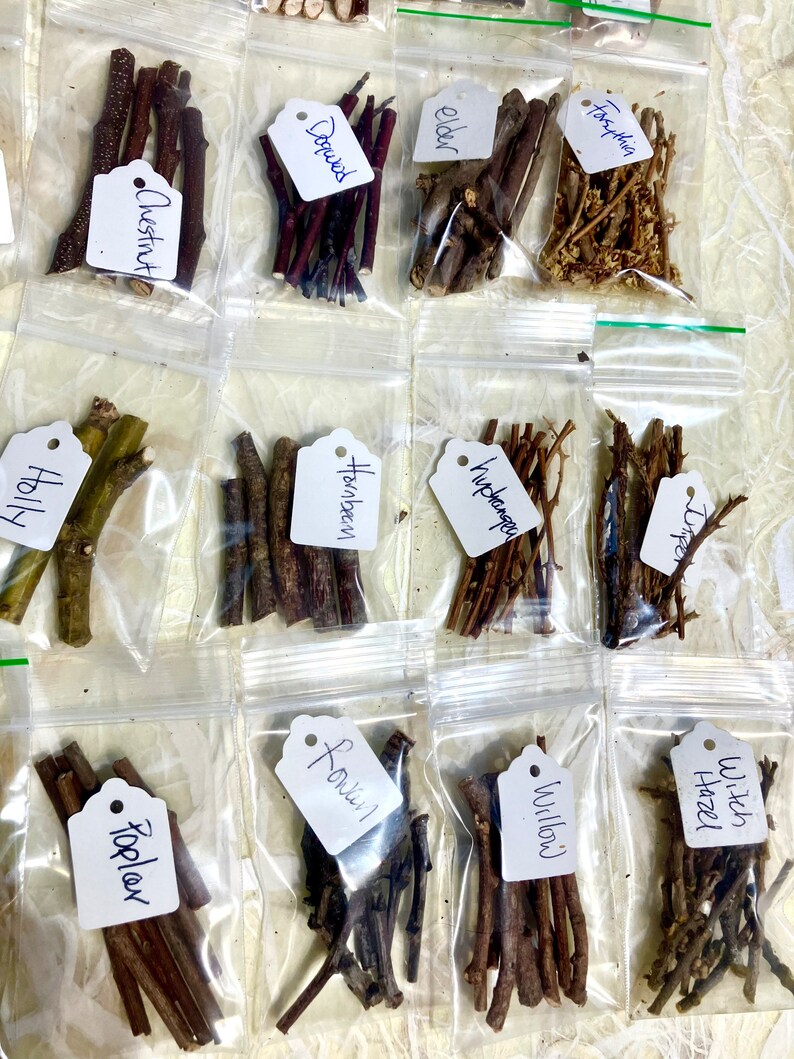 Forest Witch Apothecary Wood Sample Set: 28 Twigs for Ritual Use - Etsy
